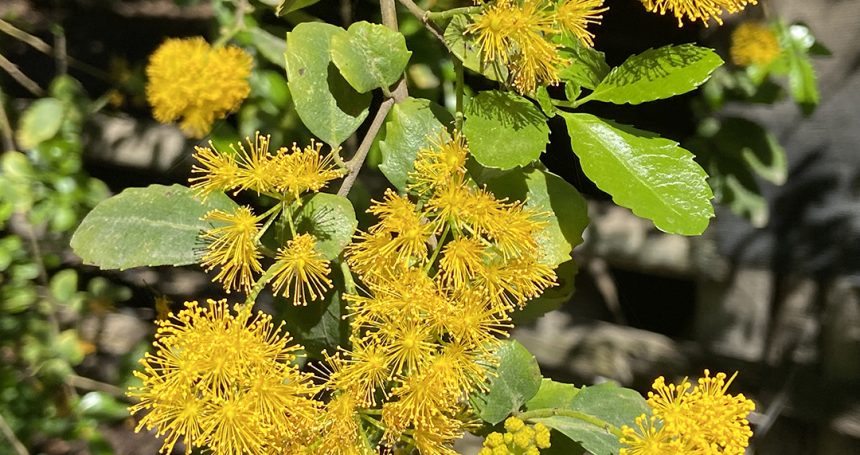 Corcolén serrata Azara serrata | Vivero Pumahuida