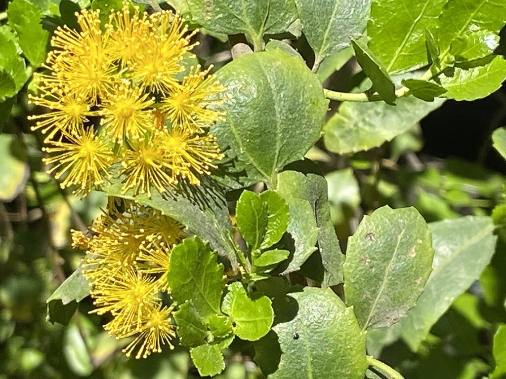 Corcolén serrata Azara serrata | Vivero Pumahuida