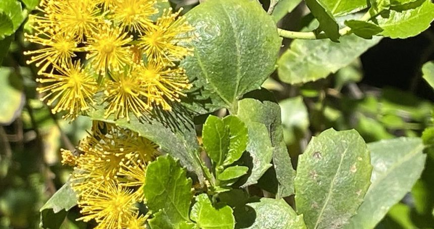 Corcolén serrata Azara serrata | Vivero Pumahuida