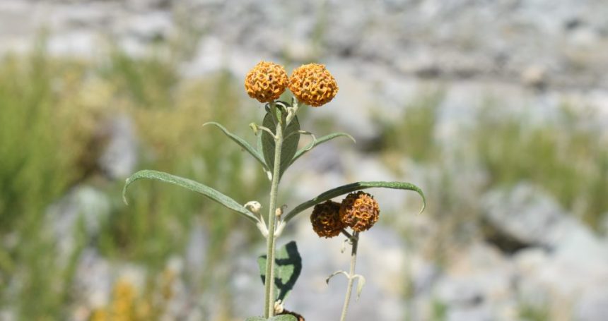 Matico Buddleja globosa | Vivero Pumahuida