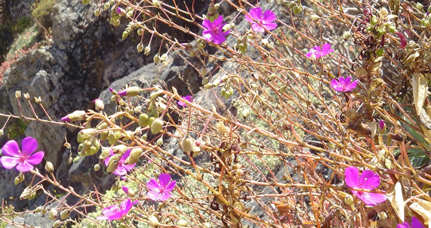Pata de guanaco Cistanthe laxiflora | Vivero Pumahuida