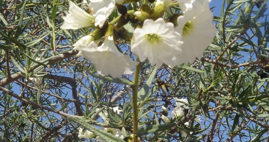 Carbonillo Cordia decandra | Vivero Pumahuida