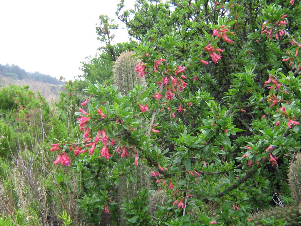Palo de yegua Fuchsia lycioides | Vivero Pumahuida
