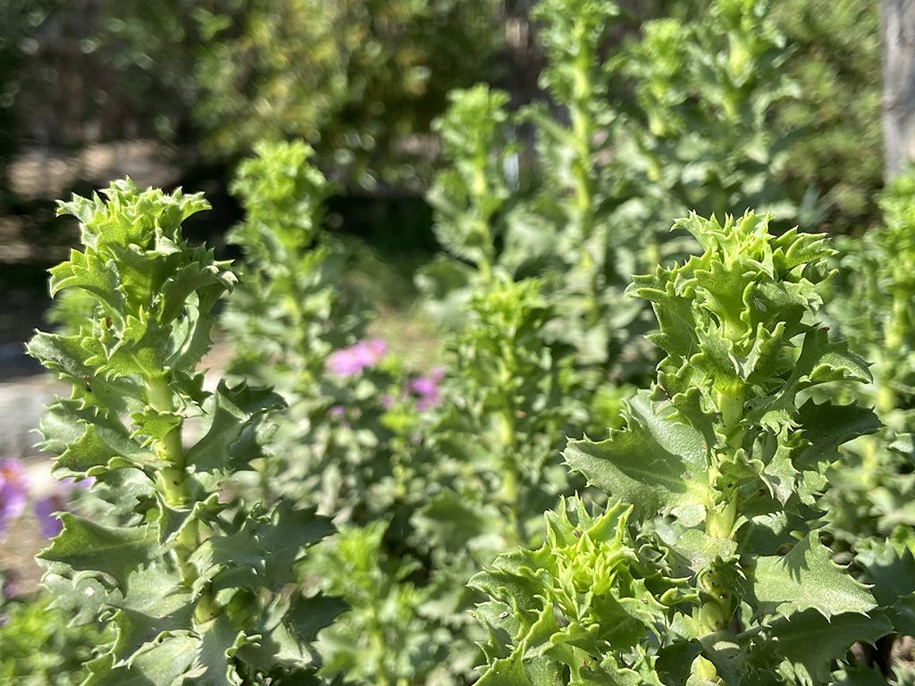 Haplopappus foliosus Haplopappus foliosus | Vivero Pumahuida