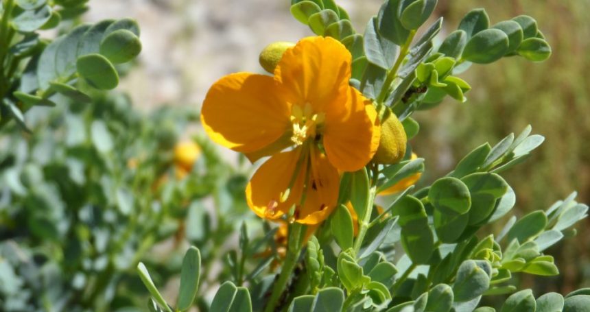 Quebracho de cordillera Senna arnottiana | Vivero Pumahuida
