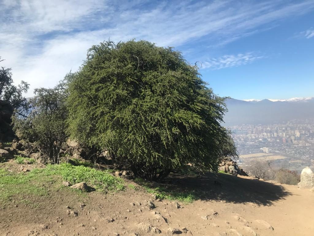 Guayacán Porlieria chilensis | Vivero Pumahuida