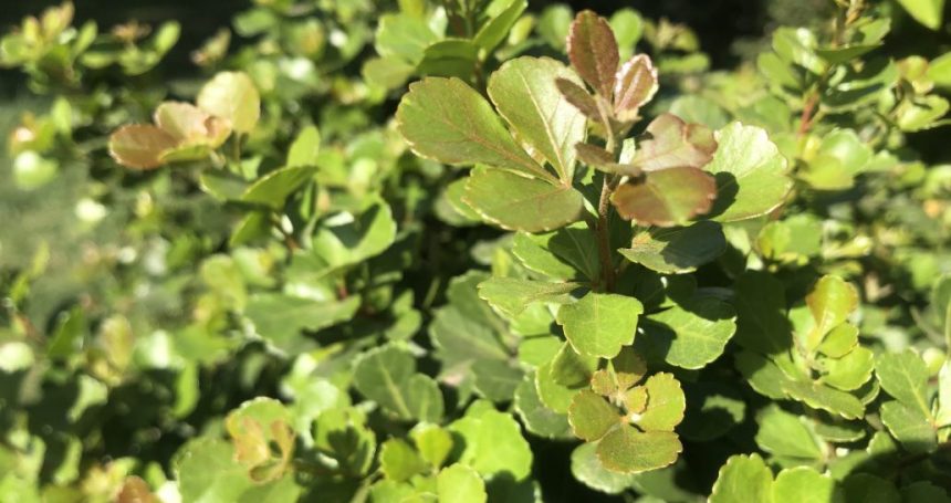 Rhus Rhus crenata | Vivero Pumahuida