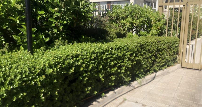 Rhus Rhus crenata | Vivero Pumahuida