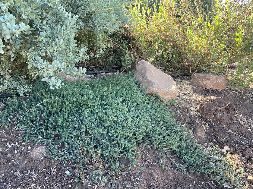 Hierba del salitre Frankenia chilensis | Vivero Pumahuida