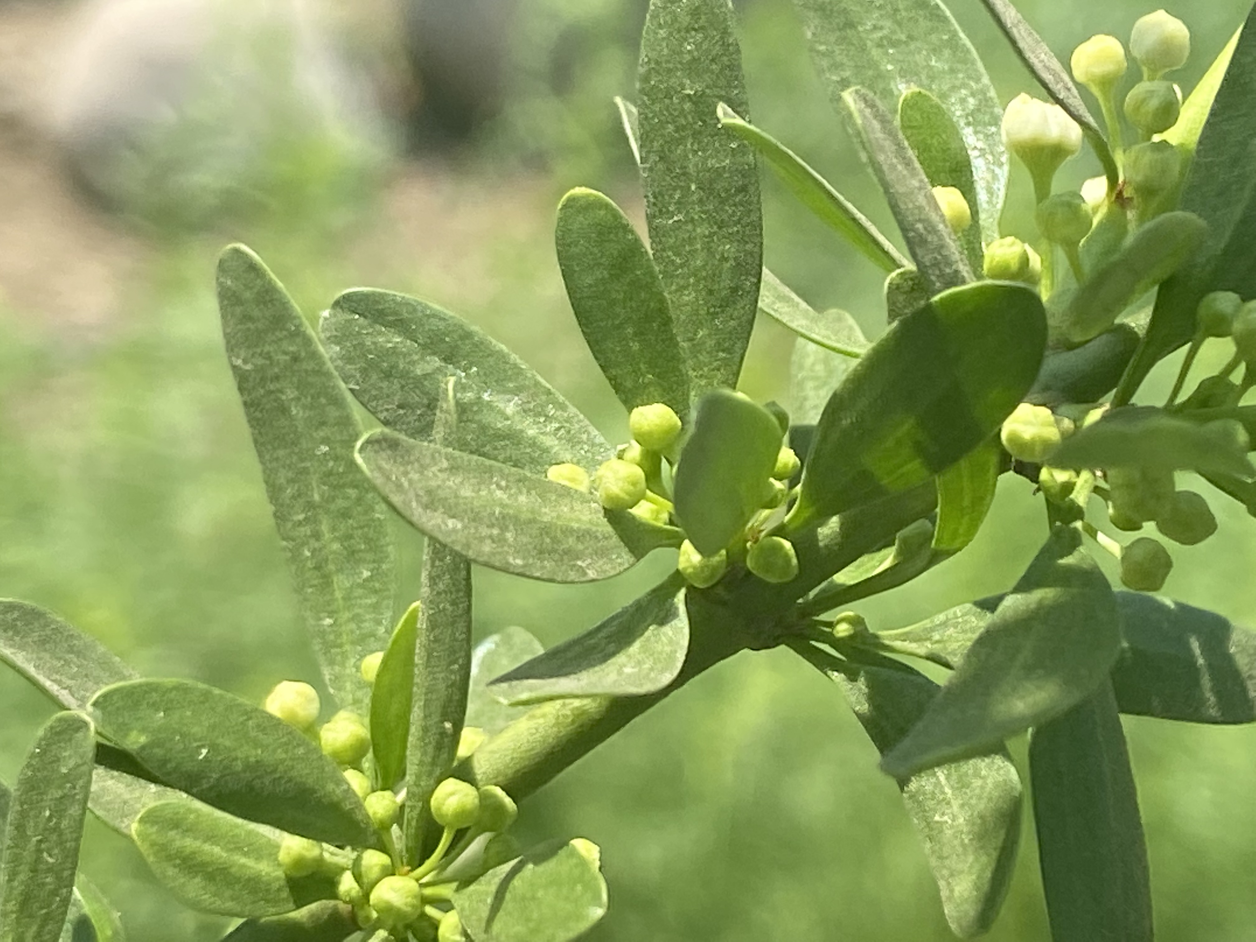Arbustos Nativos | Vivero Pumahuida